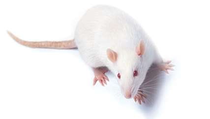 How to Choose a Rat Strain for Your Research? – Do It Easy With ScienceProg